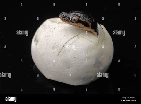 Python Egg Hi Res Stock Photography And Images Alamy