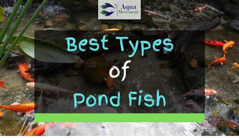 13 Best Types Of Backyard Pond Fish Aqua Movement