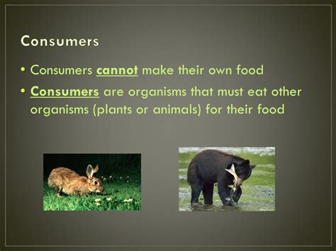 Ppt Ecology Powerpoint Presentation Free Download Id2266873