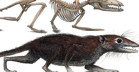 The Oldest Eutherian Ancestor Of Placental Mammals Album On Imgur