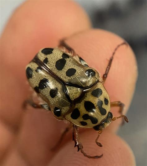 People Worry Christmas Beetles Are Disappearing Were Gathering