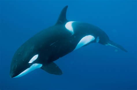 Whale Definition Types And Facts Britannica