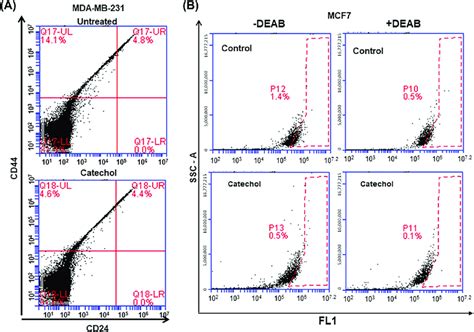 effect of catechol on the expression of csc markers in breast cancer