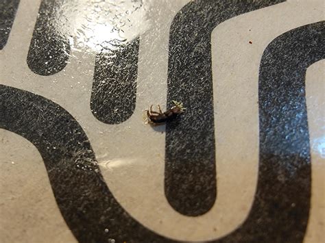 Bug Id Album On Imgur