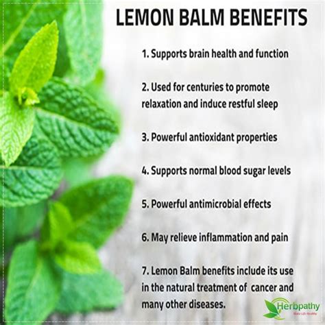 Lemon Balm ️ Uses Benefits And More ️