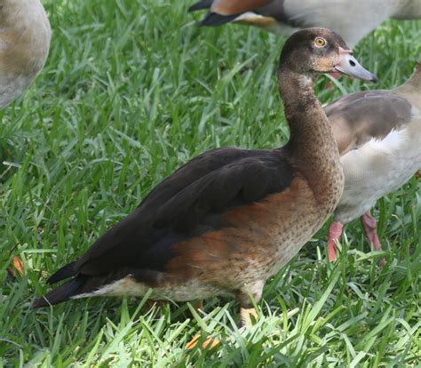 Egyptian Goose × Muscovy Duck From Palm Beach County Fl Usa On