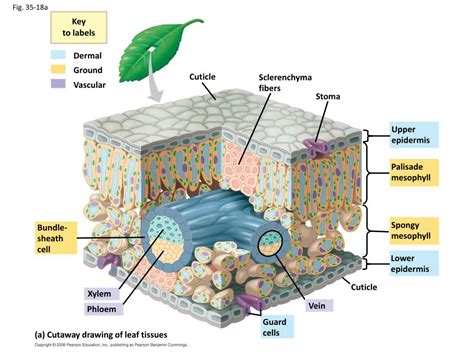 PPT Chapter Leaf Structure And Function PowerPoint Presentation Free Download ID