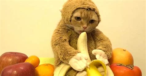 Cheeky Cat Monkey Will Make You Go Bananas In This Appeeling Viral