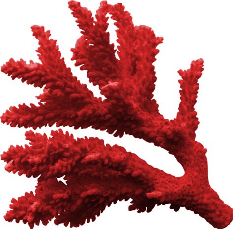 Corail
