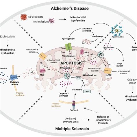 Schematic Representation Of The Involvement Of Apoptosis In