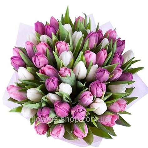 Купити букет з білих і бузкових рожевих тюльпанів з доставкою Купити тюльпани