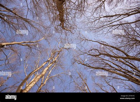 Tree Branches Reaching Into The Sky Stock Photo Alamy