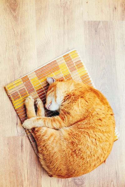 Peaceful Orange Red Tabby Cat Male Kitten Sleeping In His Bed On Stock Image Everypixel