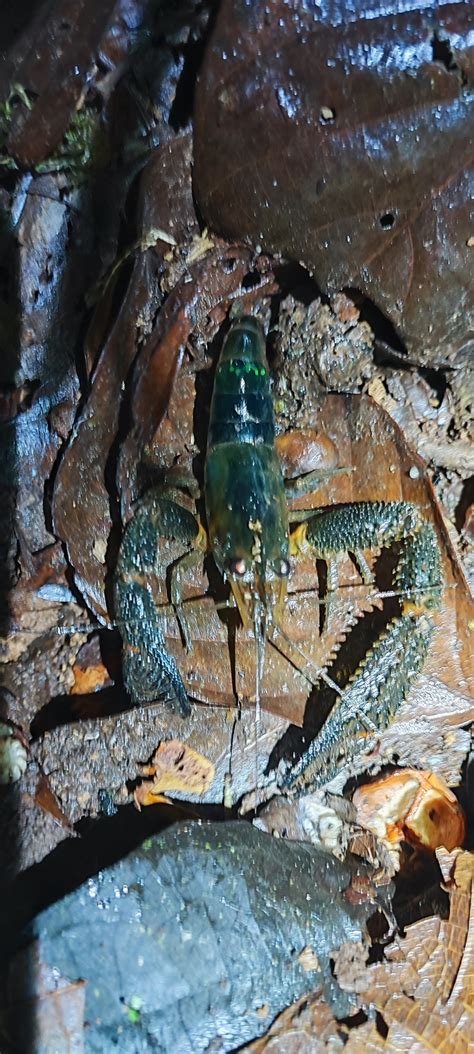 Macrobrachium Crenulatum Holthuis 1950