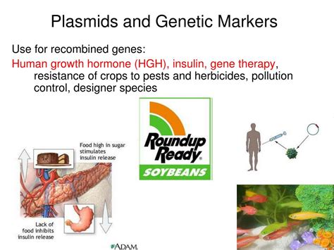 Ppt Chapter 15 Genetic Engineering Powerpoint Presentation Free Download Id 3311563