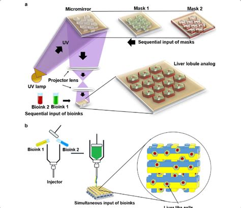 Schematic Overviews Of Multi Material 3d Bioprinting Approach Download Scientific Diagram