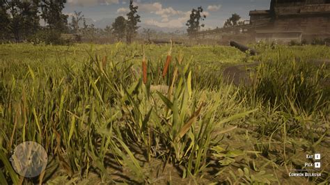 Plants And Herbs Location Guide