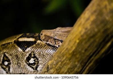 Close Python Coiled Behind Branch Stock Photo Shutterstock