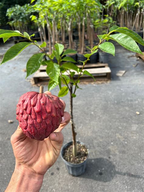 Red Atemoya Grafted Tree Fruit Free Smoothie Recipes Grafting