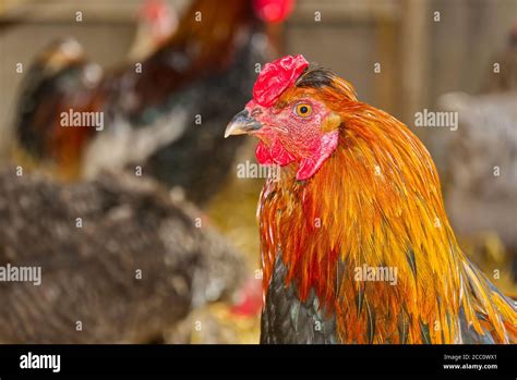 Closeup Head Portrait Of A Male Chicken Or Rooster With Beautiful