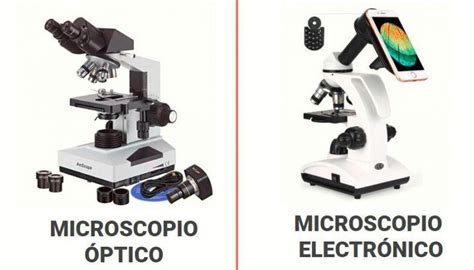 Qué Es La Cofia Y Cuál Es Su Función Microscopiopro