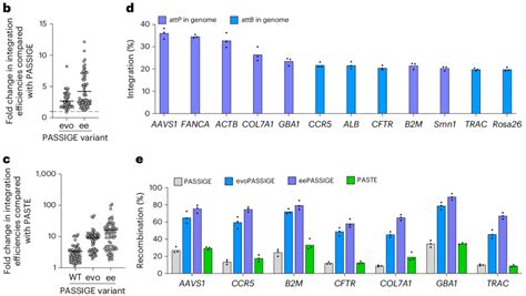 刘如谦团队升级基因编辑系统，整合效率提高4倍，将基因整合到30 的小鼠细胞和人类细胞中 知乎