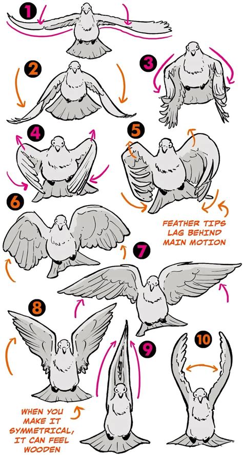 Bird Wing Drawing Reference At Patrick Mckinnon Blog