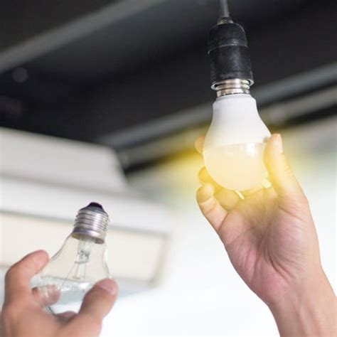 Bright Ideas For Groomers Tips For Optimal Lighting