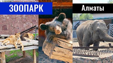Зоопарк Алматы 2023 Казахстан Львы Волки Медведи Жирафы Слоны