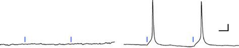 in cells with mature neuronal profile exhibit sparse synaptic