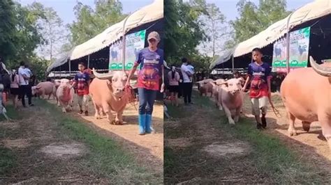 Viral Penampakan Sapi Mini Berkaki Pendek Dengan Tubuh Besar Ini Lucu Banget Hot