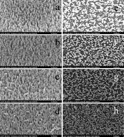 45° Tilted Cross Sectional And Eh Top View Sem Pictures Of Sinws Download Scientific Diagram