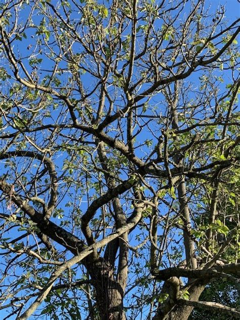 Tree With Twisted Branches Green Sketch