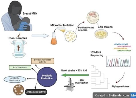 Bioprospecting For Novel Probiotic Strains From Human Milk And Infants
