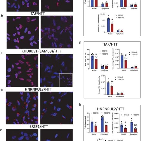 Proximity Ligation Assay Suggests Htt Interaction With Rbps Found Download Scientific Diagram
