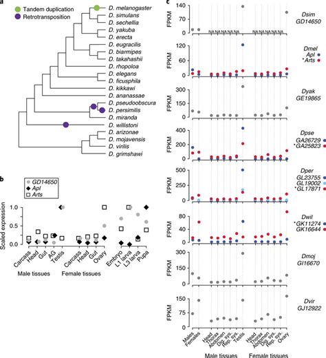 Expression Pattern Evolution Of Apl Arts And Their Homologues Across