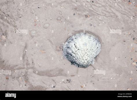 Calcified Scallop Shell With Holes Caused By Boring Sponge Stock Photo Alamy