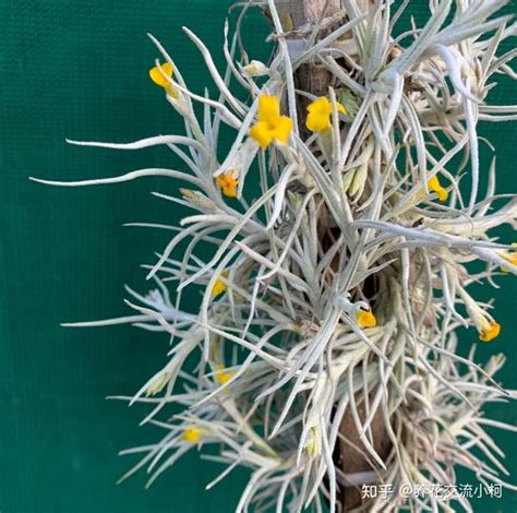 随便挂个地方都能养的老人须，不用施肥，会喷水就能活 知乎