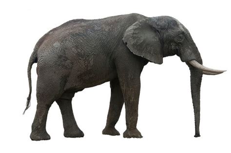 African Elephant Facts And Beyond Biology Dictionary