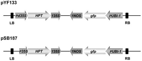 Schematic Representation Of T Dna Regions Of The Binary Vectors Used Download Scientific