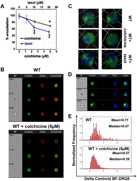 Inhibition Of Tubulin Polymerization Or Depolymerization Impedes