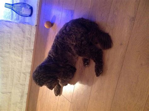 Poodle Fading Gene I Love My Cockapoo Forums