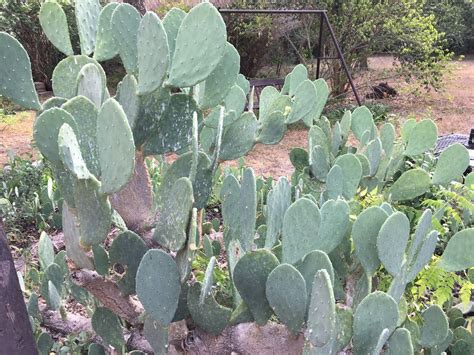 🌵nopales Prickly Pear Cactus Texas Spineless Thornless Edible 🌵 Ebay