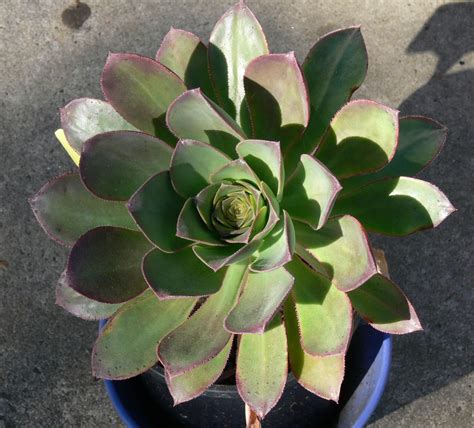73 Types Of Aeonium Varieties Pictorial Guide Artofit