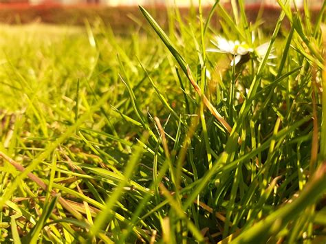 Grass Lawn Free Photo On Pixabay Pixabay Grass Lawn Free Photo On Pixabay Pixabay