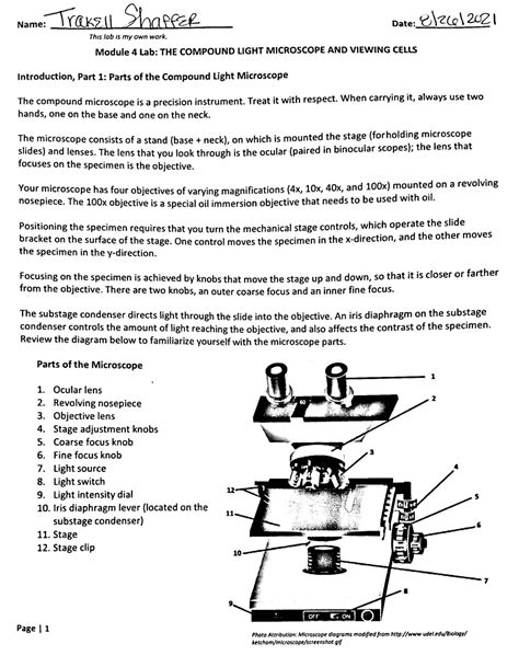 Post Lab Microscopy C Worksheet BIOL Studocu