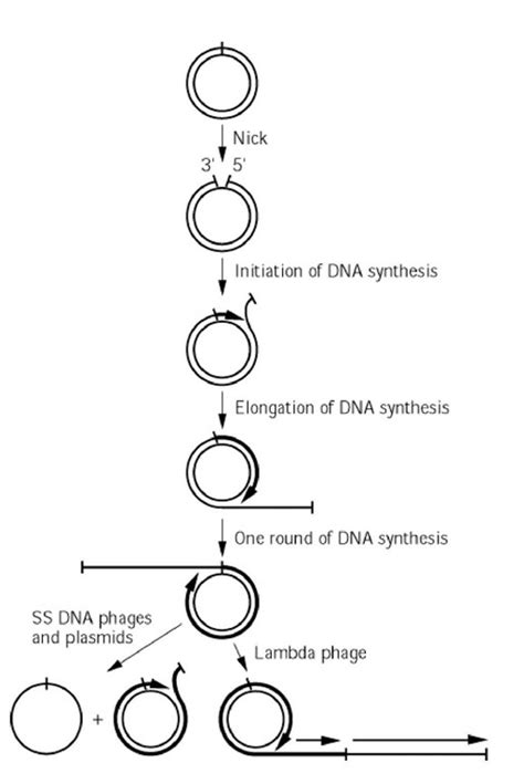 Molecular Biology What If Any Is The Difference Between Covalently