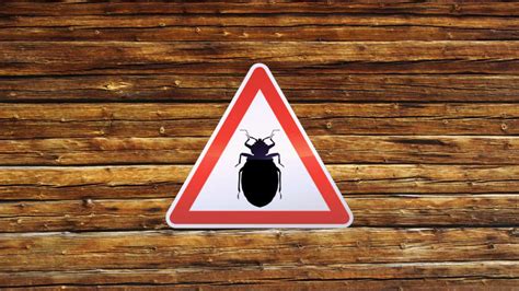 Recognizing Bed Bug Bites Sereni D®