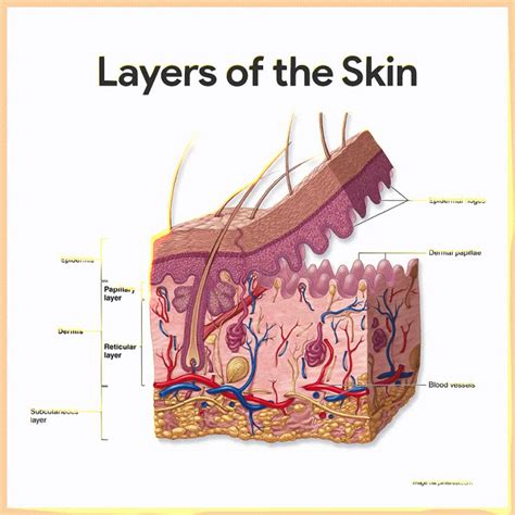 Integumentary System Without Labels