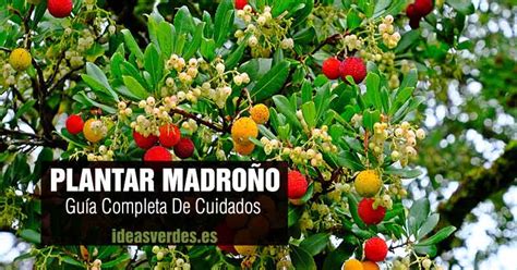 Guía Completa Para Plantar Un Madroño Cuidados Consejos Y Beneficios